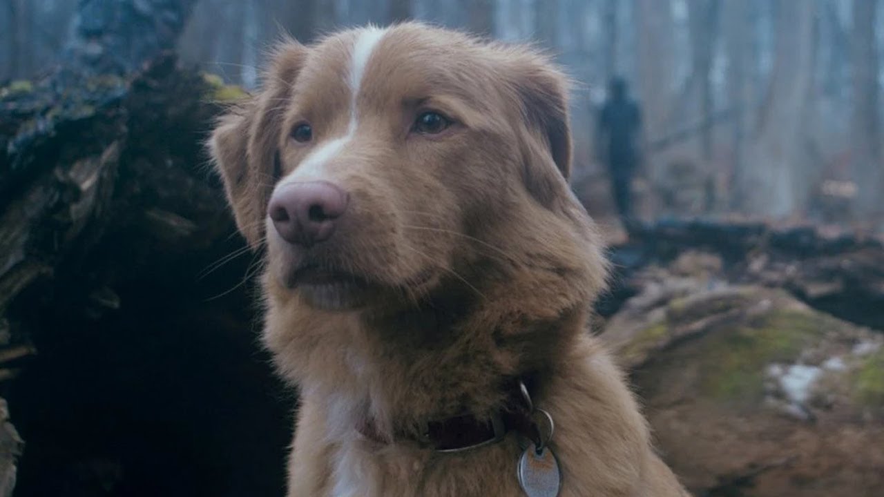 Good Boy: Chó Cưng Đừng Sợ | Next Phim