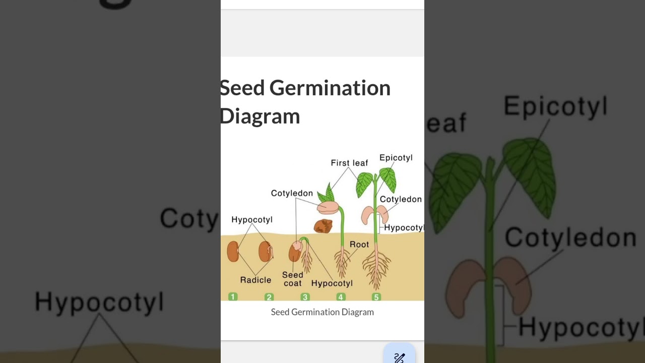 Diagram of Germination of seeds in plants 🌵