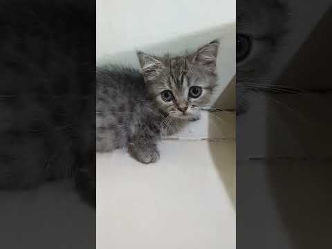 cat dx dx ic aj xja jz akhys cmahvs