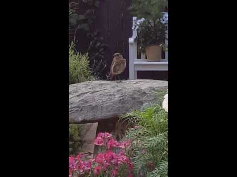 Juvenile Robin calling a mate