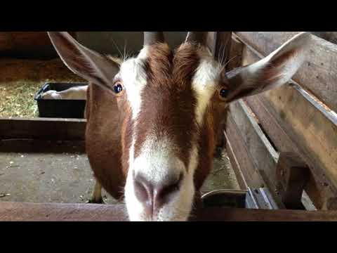 Animal Farms in Melbourne