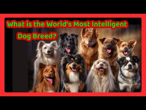 Top 10 Most Intelligent Dog Breeds in the World