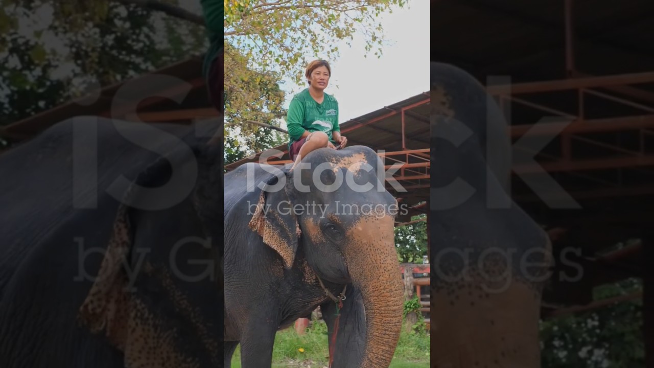 elephant ride 🐘🐘#elephant #ride