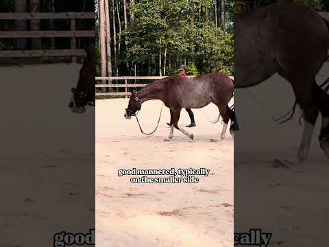 I highly recommend the Quarter Horse breed for a first time owner ❤️ #horse #farm #equestrian