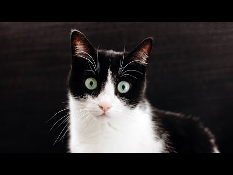 Black and White Cat Names🐾🐾🐾