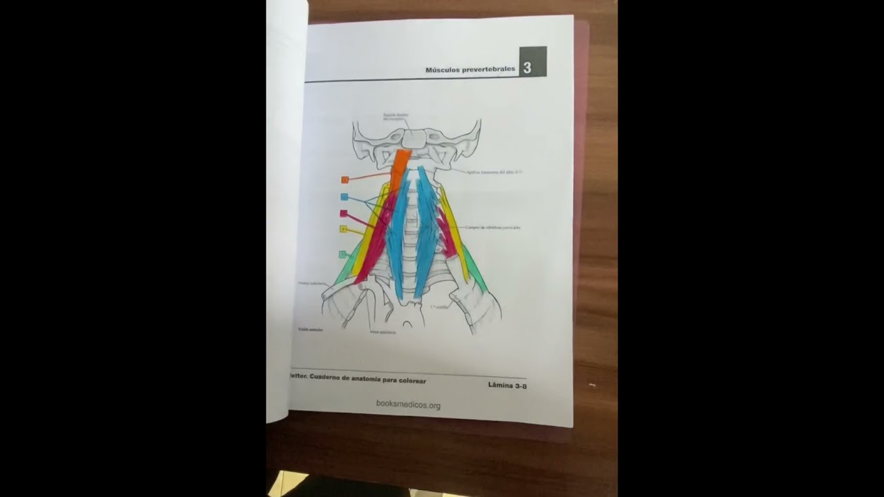 Libro Netter Para Colorear  -ANATOMÍA-