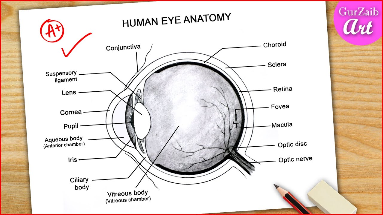 Eye Diagram Easy to Draw / Labelled Diagram of Human Eye Anatomy - Step by step for beginners