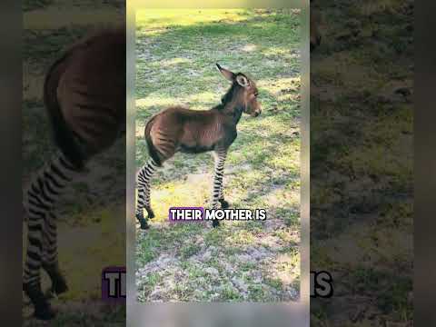 fascinating animal facts that were carefully hidden from you!