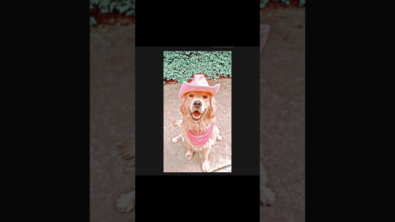 Preppy dog wallpapers #2