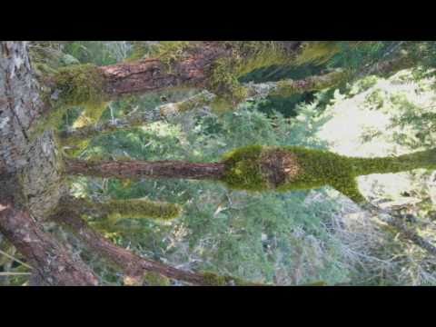Mysterious Marbled Murrelet