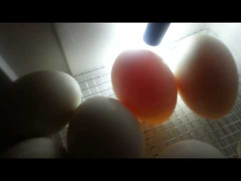 Candle duck eggs day 6