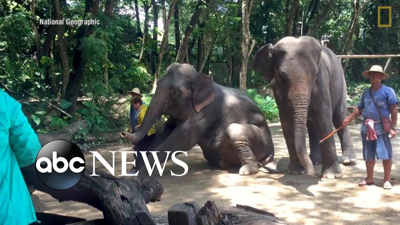 The darker side of captive exotic wildlife encounters for tourists l Nightline