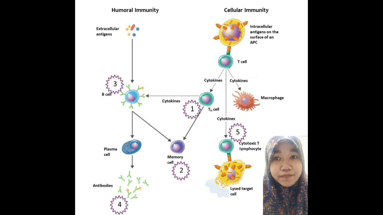 Understanding the Mechanism of Humoral Immune System | Galaxy.ai