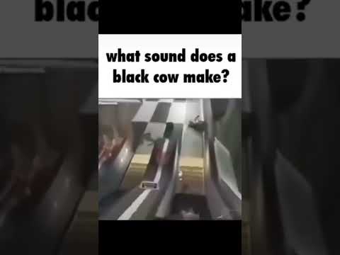 What sound does a black cow make?] #memes #funny