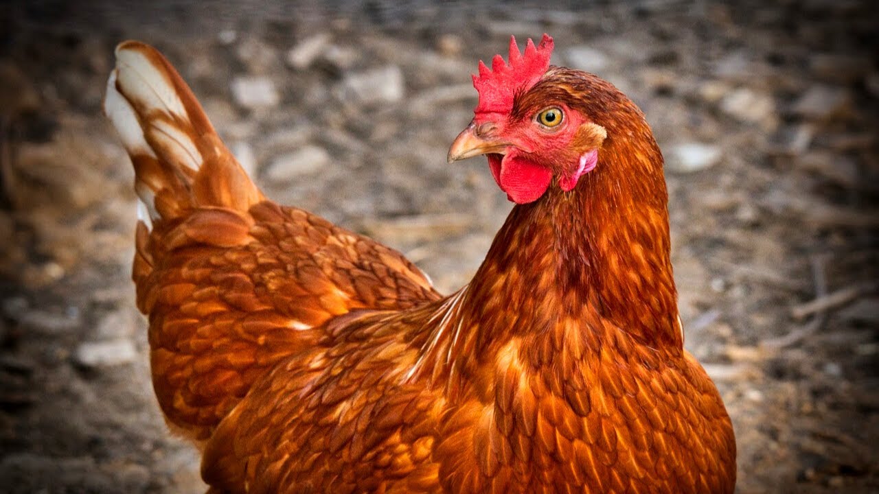 Discover a Profitable Method for Raising Noiler Chickens and Earning Money