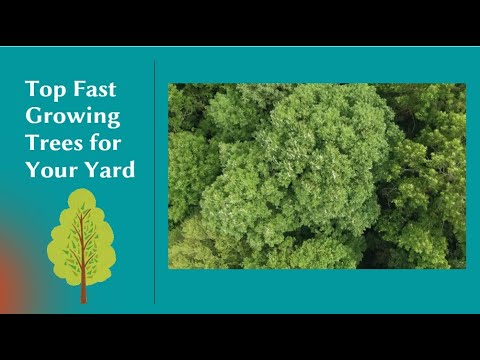 Fast Growing Trees for Your Yard - The Best Fast Growing Privacy Trees