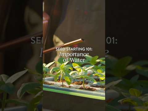 Seed Starting 101: Importance of Water 💧