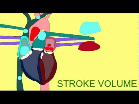 AP2_1_HEART_STROKE VOLUME