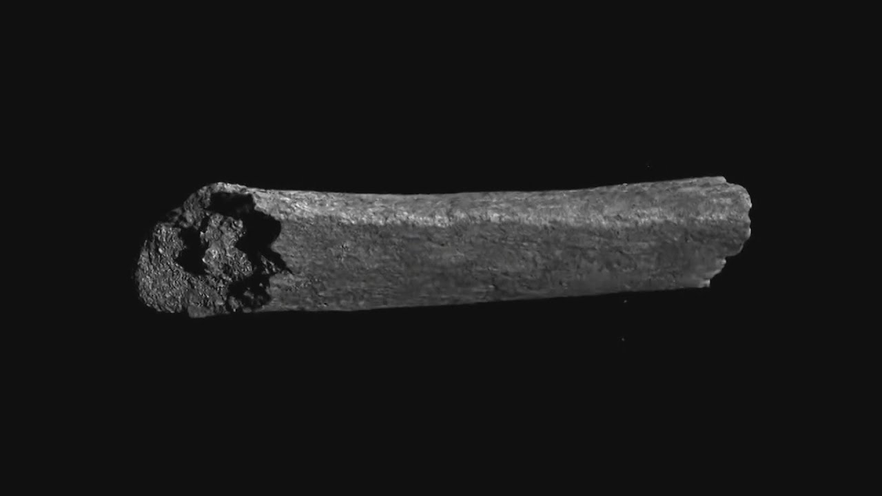 Mammoth remains found in New Mexico