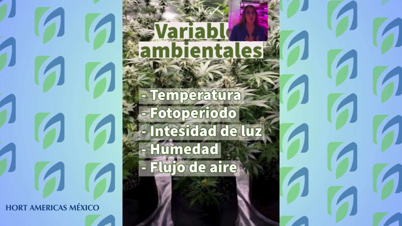 Factores clave en implementación de cuarto de producción en Cannabis