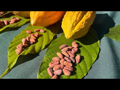 Conozca las diferentes variedades de cacao