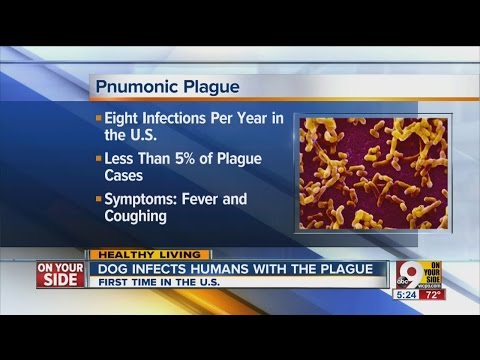 Dog infects human with plague for first time in U.S.