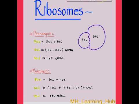 Ribosomes prokaryotic / Eukaryotic #biology #viral #shorts #viralshorts