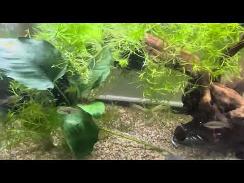 Xenotoca doadrioi San Marco -Redtail splitfin goodeid - Photos, Videos ...