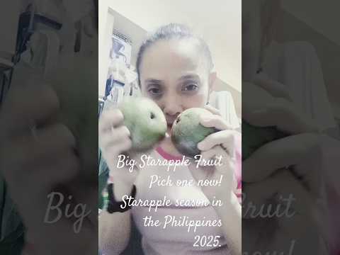 STAR APPLE FRUIT SEASON IN THE PHILIPPINES || STAR APPLE FRUIT ||#starapple ||@EthelAllera