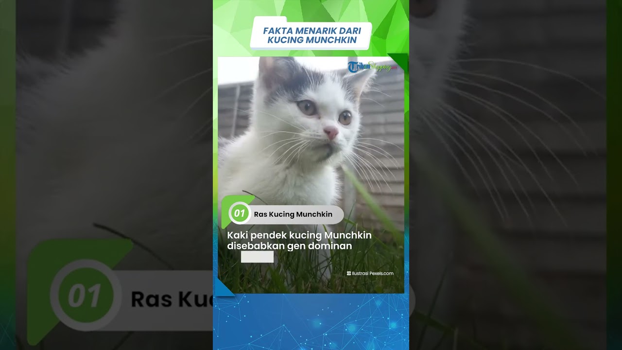 3 Fakta Menarik Kucing Munchkin, Berawal dari Mutasi Genetik hingga ...