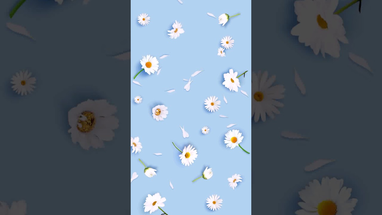 Fresh daisy Animated