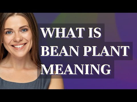 Bean plant | meaning of Bean plant