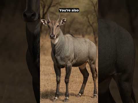 7 New Animals Just Arrived in Planet Zoo Asia Pack!
