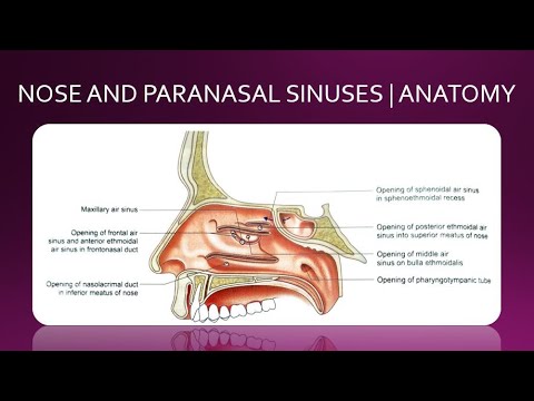 NOSE AND PARANASAL SINUSES | ANATOMY | SIMPLIFIED