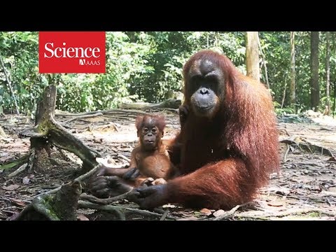 Orangutan evolution and humans | Dear Kitty. Some blog