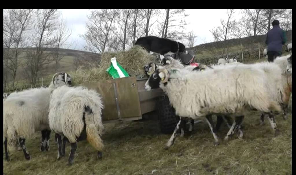 The Hillfarm year - Winter into Spring