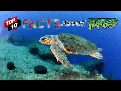 Top 10 facts about turtles - Like hobby