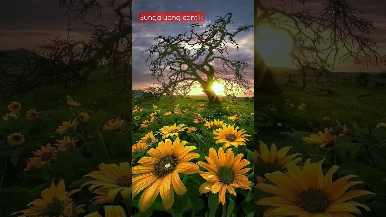 Gambar bunga matahari yang cantik