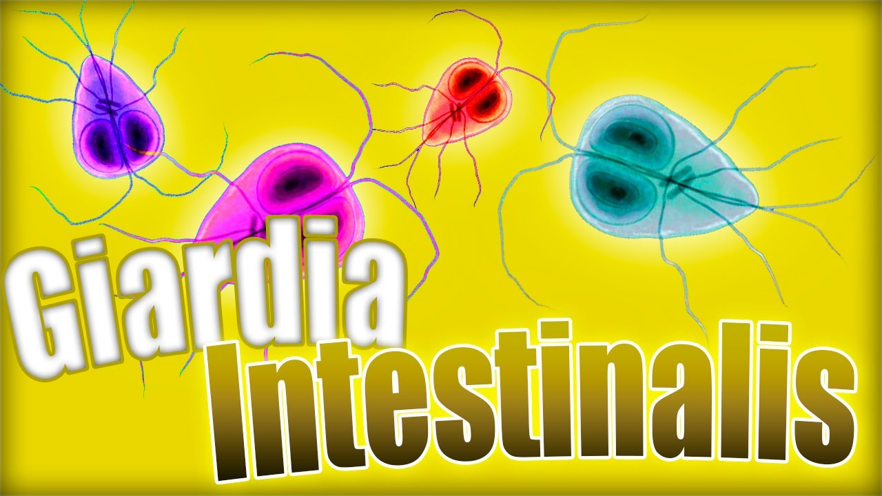 GIARDIOSIS ❗❗: Giardia lamblia. Ciclo biológico, síntomas, diagnóstico y tratamiento | Parasitología