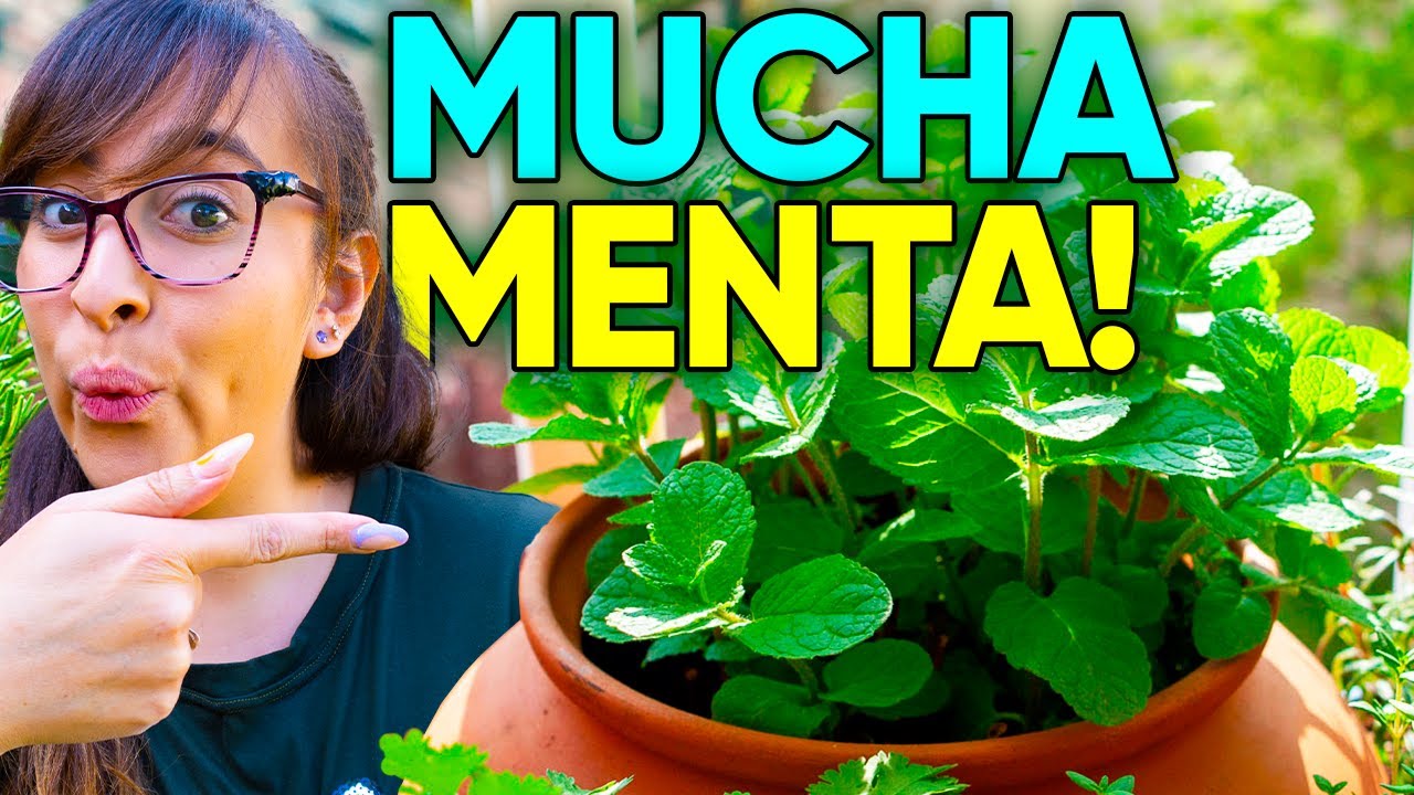 🍃 7 CUIDADOS de la Planta de Menta 🪴 (Sol, Riego, Maceta, Sustrato, Abono)