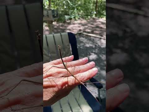 The Walking Stick Insect! #walkinstick #insects #nature