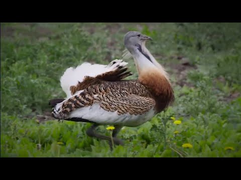 The Great Bustard (bird) makes a comeback in the UK