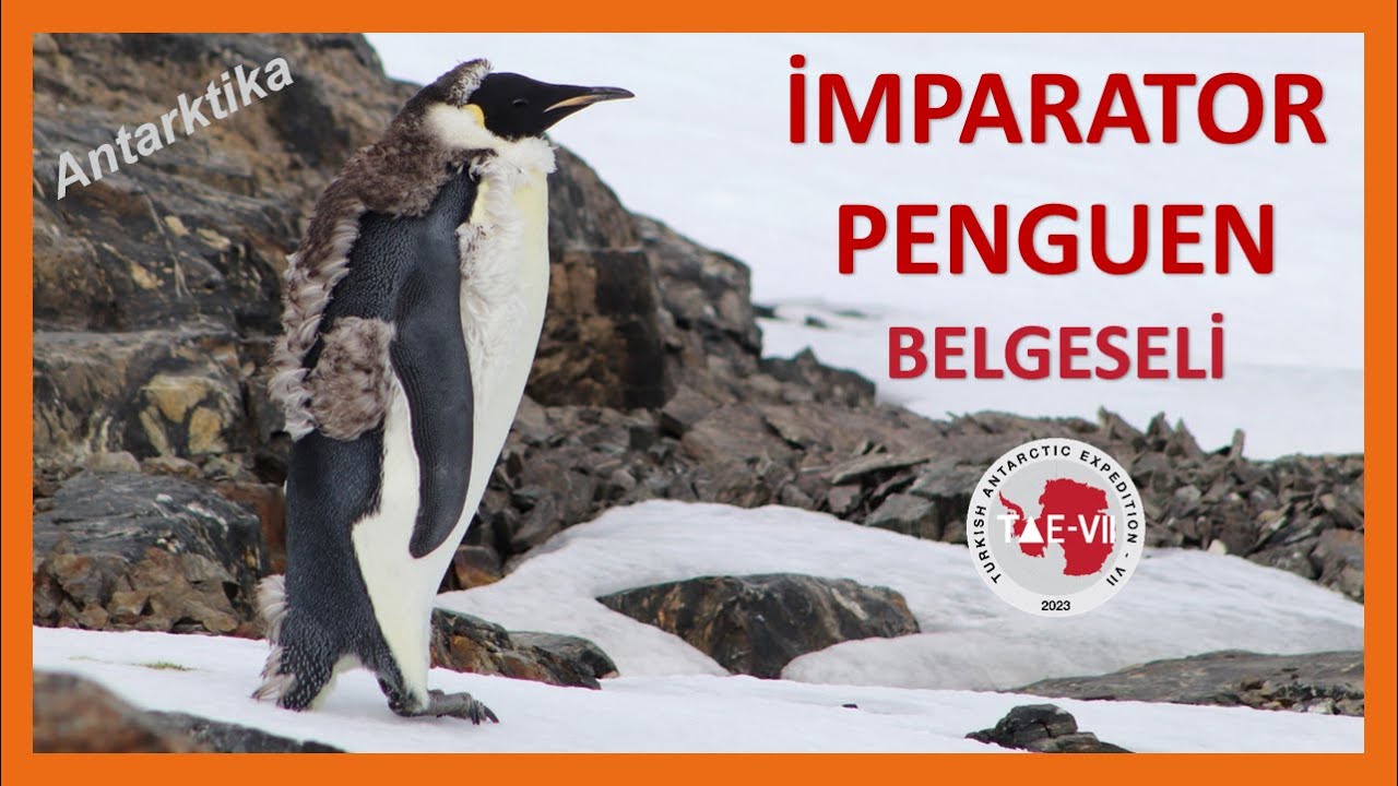İmparator Penguen Belgeseli, Antarktika Kıtası 2023, Full HD (Emperor Penguin Wildlife Documentary)