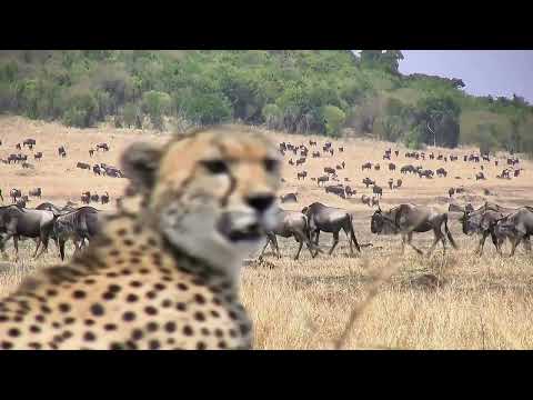 Zoom! Top 10 Fastest Animals on Earth