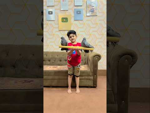 Chin Tapak dam dam π#shorts #shortvideo #kabootar #shaheerjutt