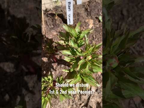 Should We Disbud Our Peonies? #zone3gardening #growingpeonies #peony #peonyflower #yycgardening
