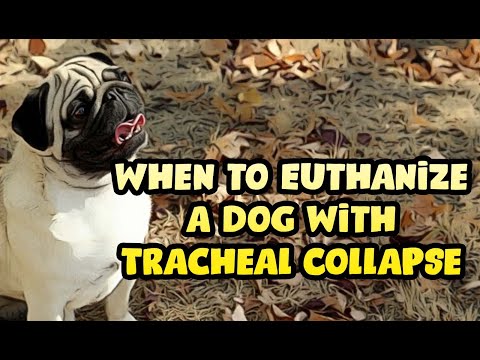 When to Euthanize a Dog with Tracheal Collapse
