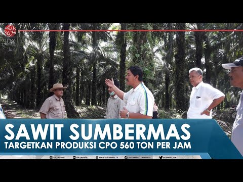 SAWIT SUMBERMAS TARGETKAN PRODUKSI CPO 560 TON PER JAM