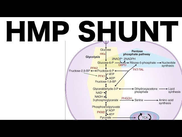 Understanding the HMP Shunt: The Pentose Phosphate Pathway Explained ...