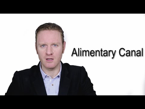 Alimentary Canal - Meaning | Pronunciation || Word Wor(l)d - Audio Video Dictionary